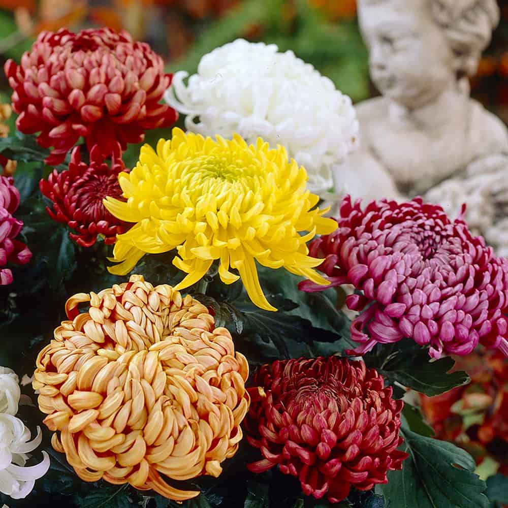 Decorate with Mums! - VanderSalm's Flower Shop